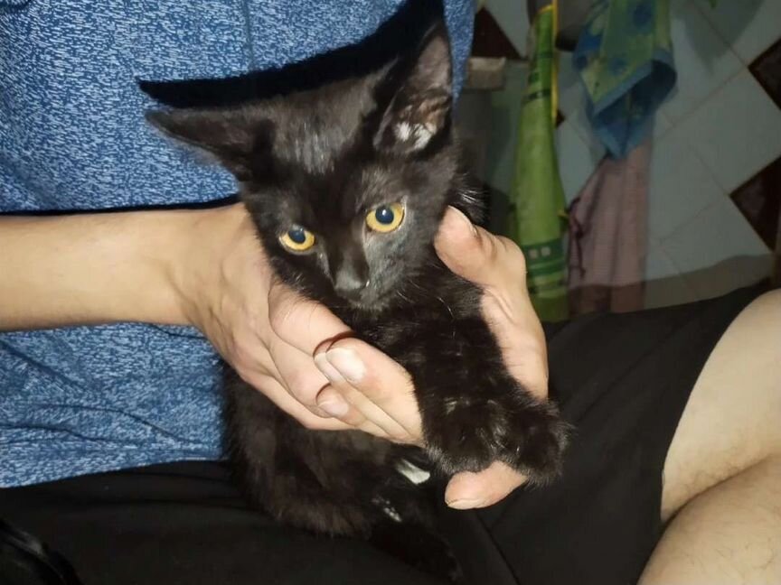 Кошка