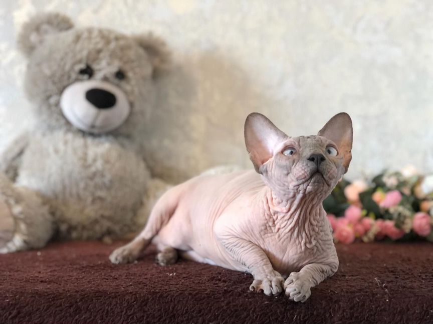 Канадский сфинкс в добрые руки