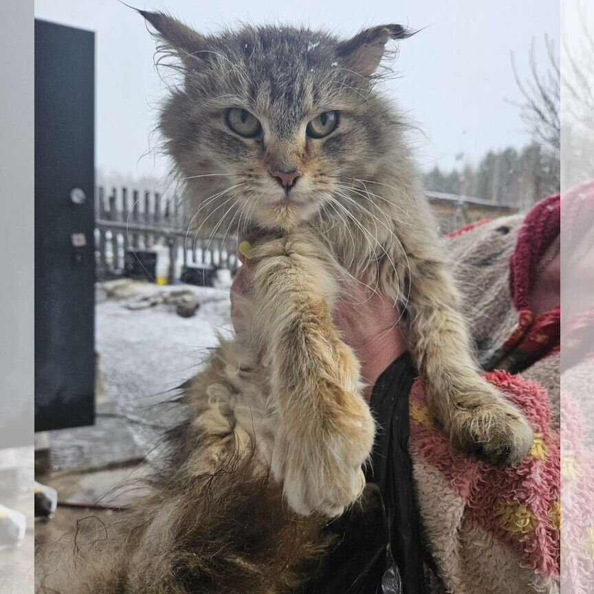 Мейн-кун, взрослая кошка