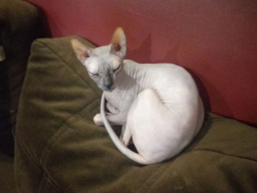 Донской сфинкс