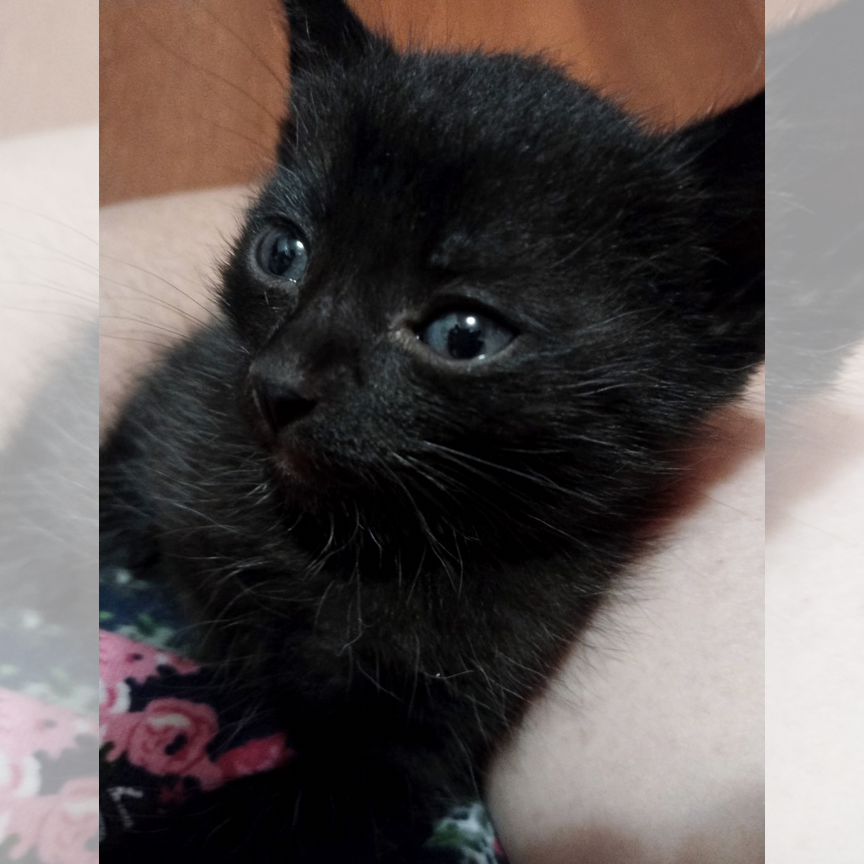 Отдам в хорошие руки котенка