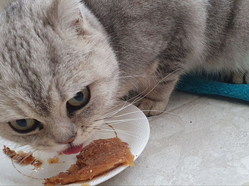 Найденные коты