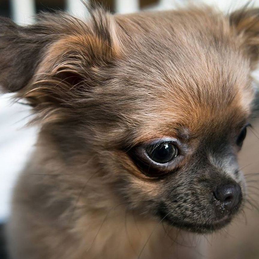 Чихуахуа Девочка