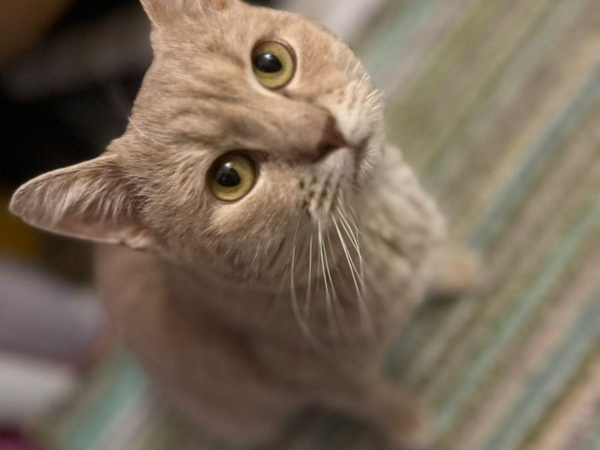 Лейкемия у котика