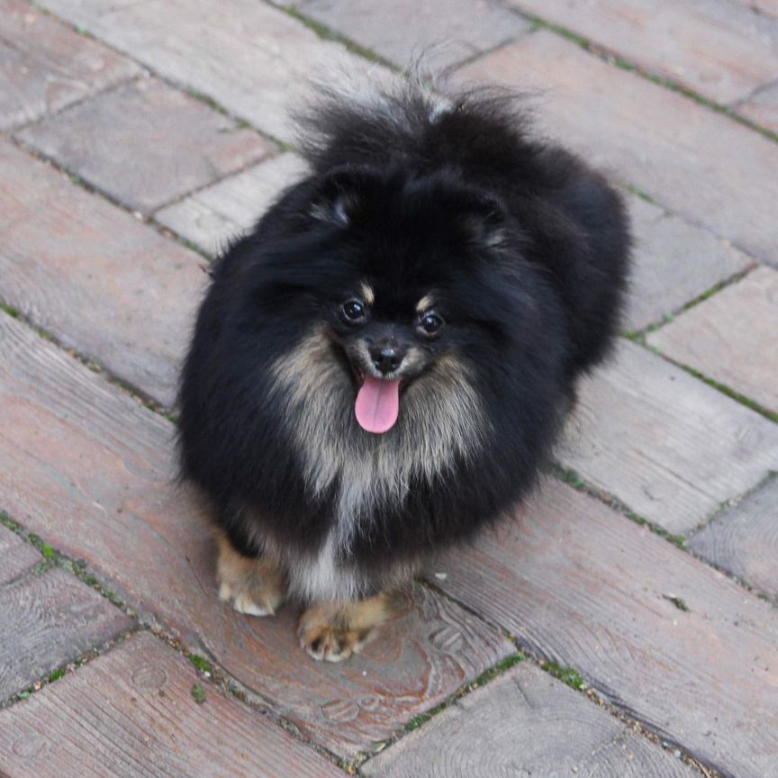 Черно-подпалый шпиц, девочка