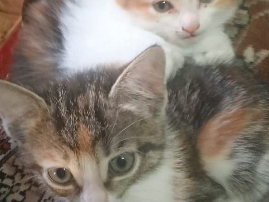 Котята в добрые руки