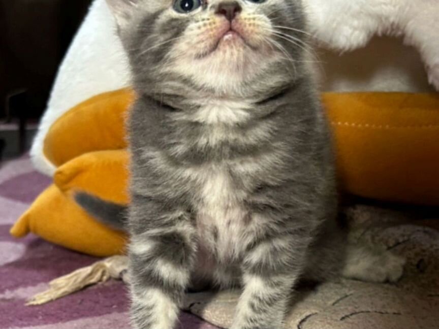 Шотландские котята / Скотиш страйт