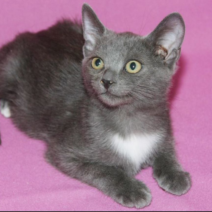 Крепыш в дар