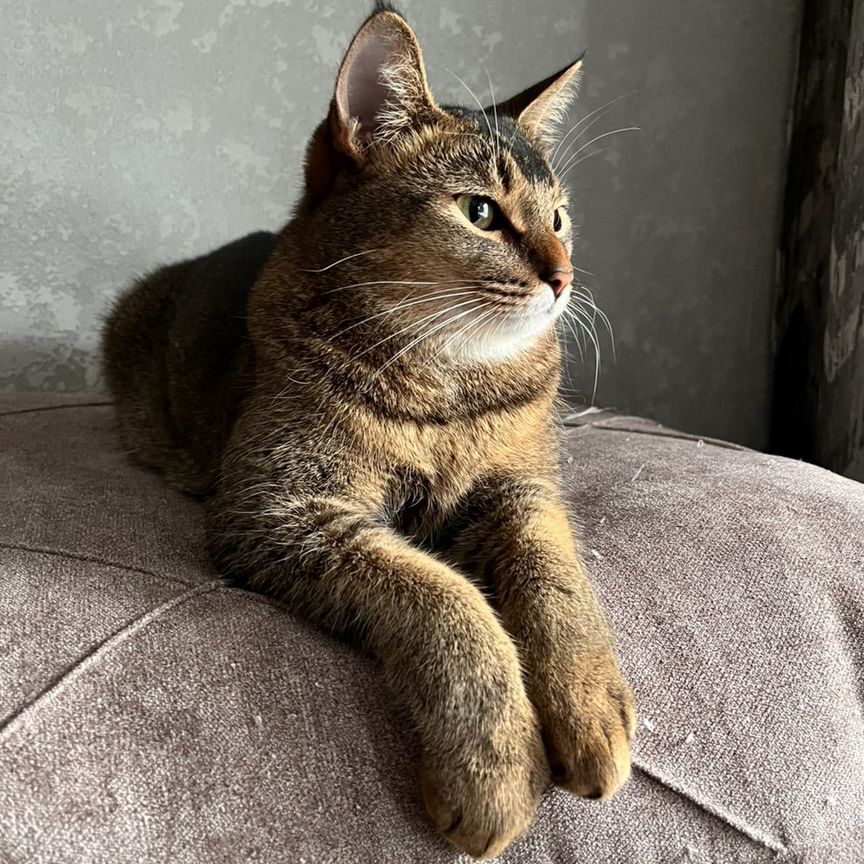 Абиссинский, взрослый кот