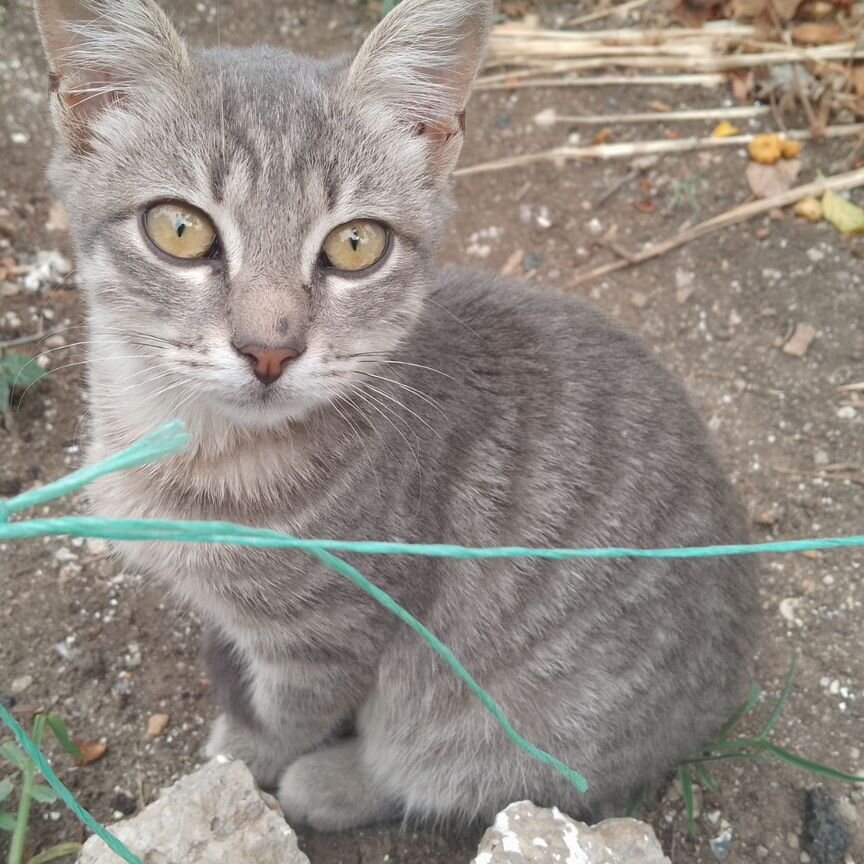 Котята в добрые руки мальчики