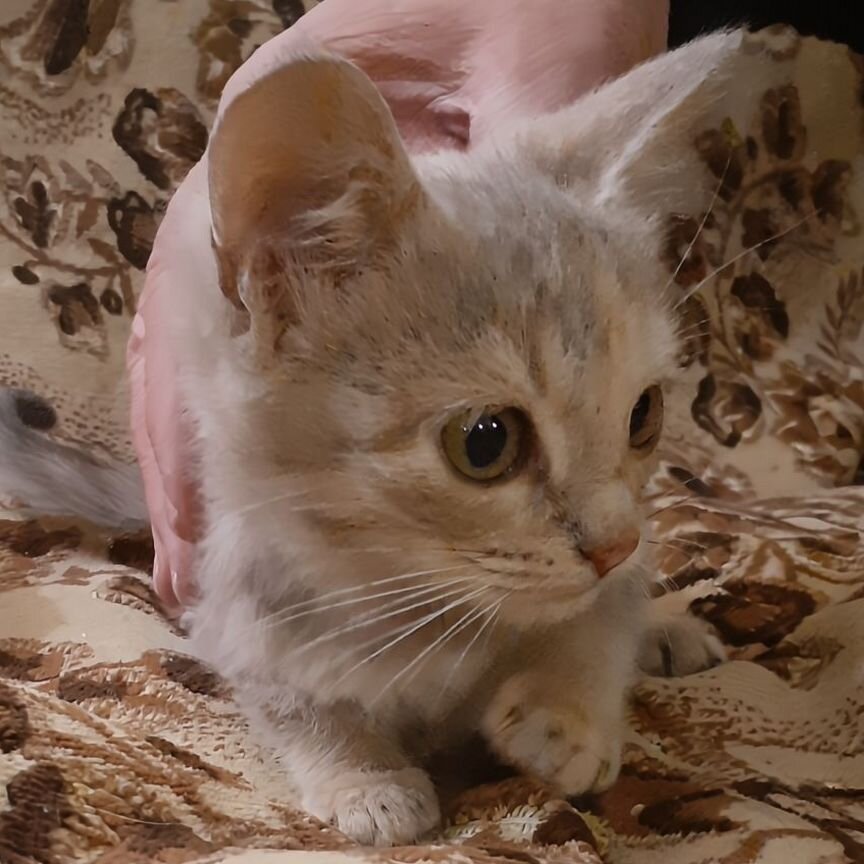 Котенок в добрые руки