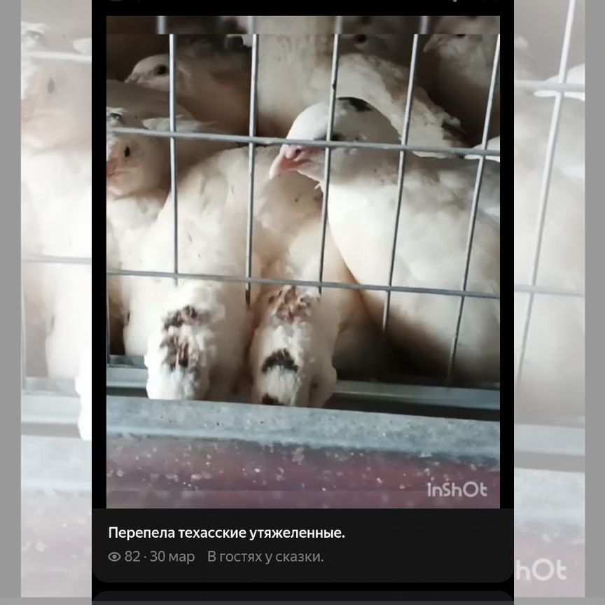 Перепела на мясо 5 месячные