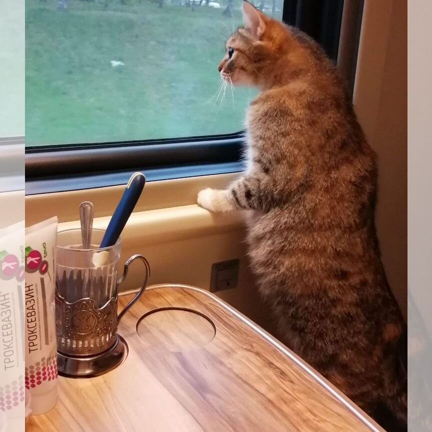 Европейская короткошёрстная кошка, взрослая