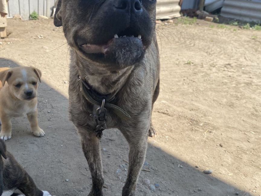 Собака в добрые руки