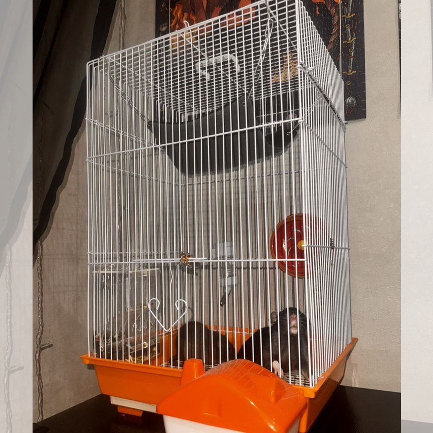 Клетка для грызунов бу
