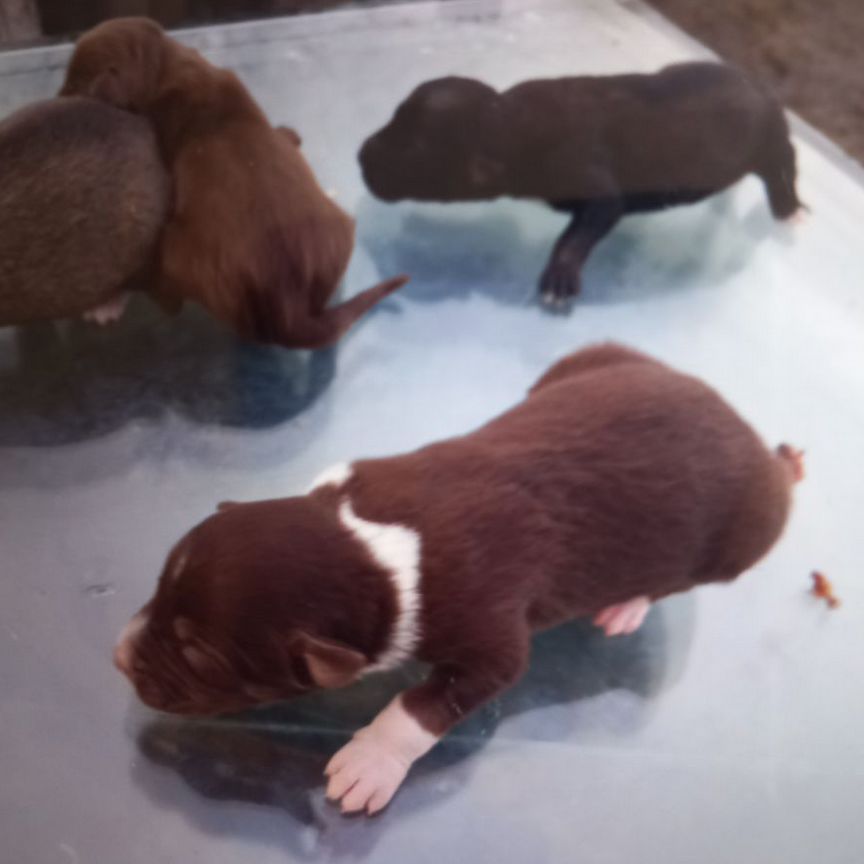 Щенок в добрые руки