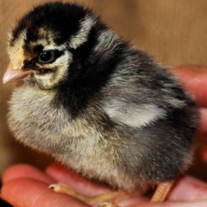 Цыплята суточные виандот