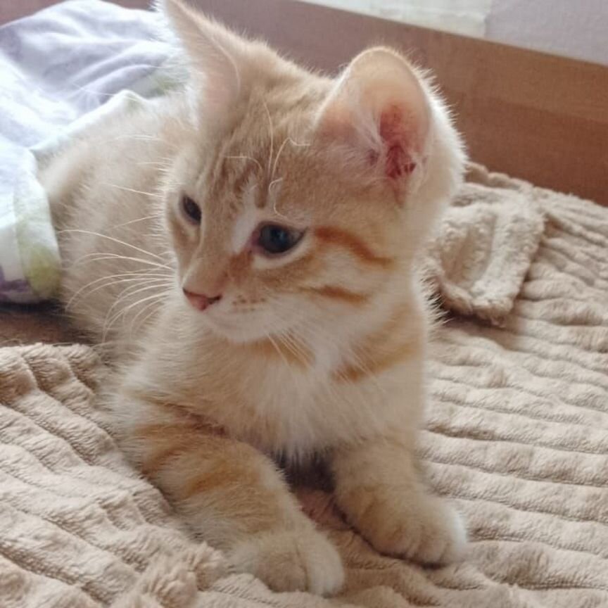 Котёнок в добрые руки