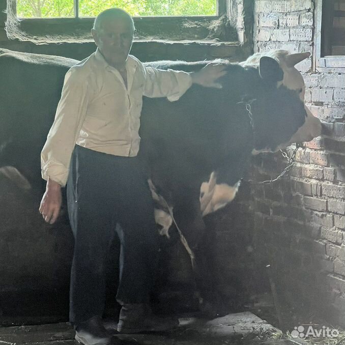 Продаю бычка 1.5 месяцев
