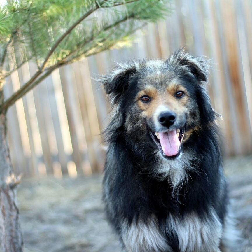 Кобель в частный дом. Охрана-звонок. Барри