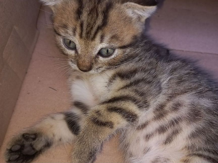 Британские котята