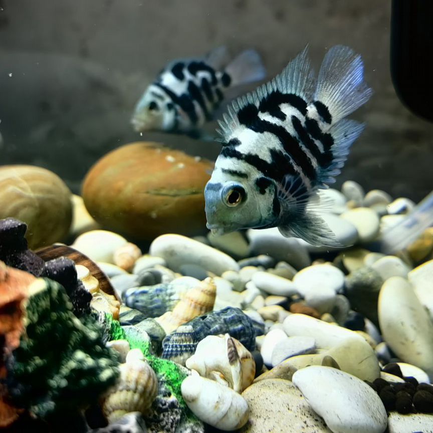 Рыбки сапфировый попугай 2 штуки