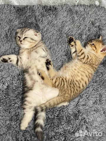 Шотландские котята