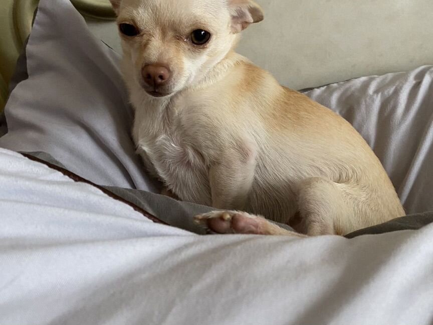 Чихуахуа мини