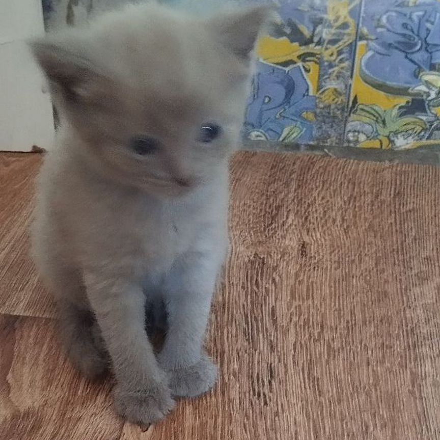 Шотландский вислоухий короткошёрстный котёнок
