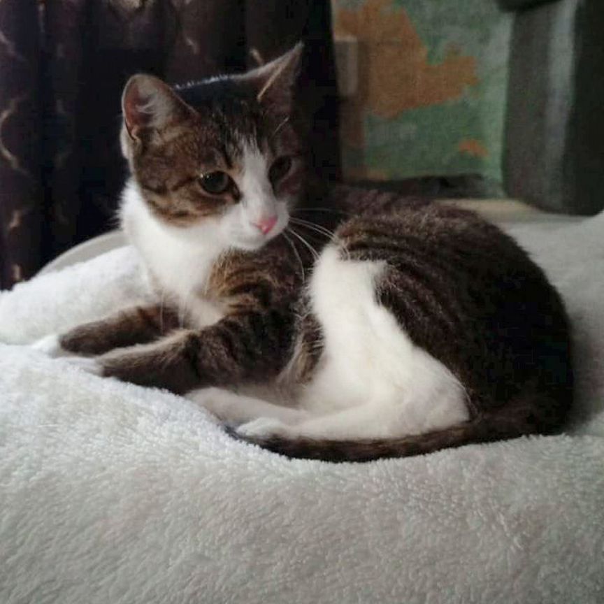 Кошка стерилизована 2 года