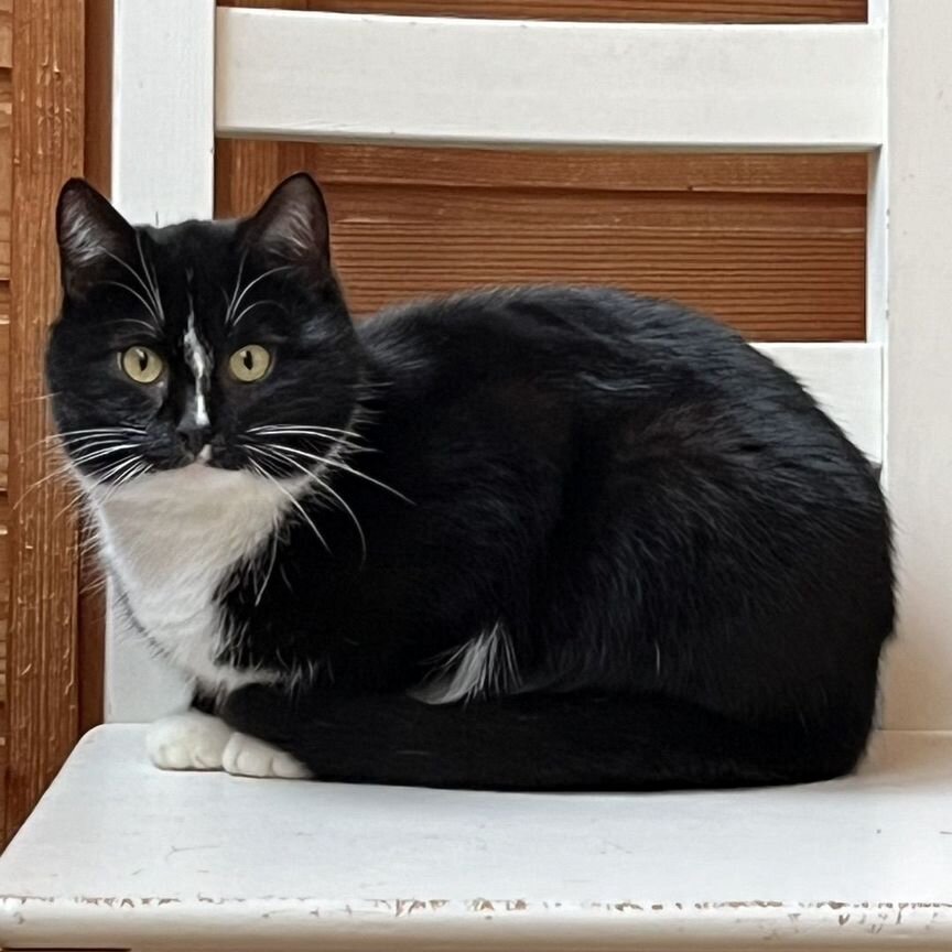 Котик маркизик