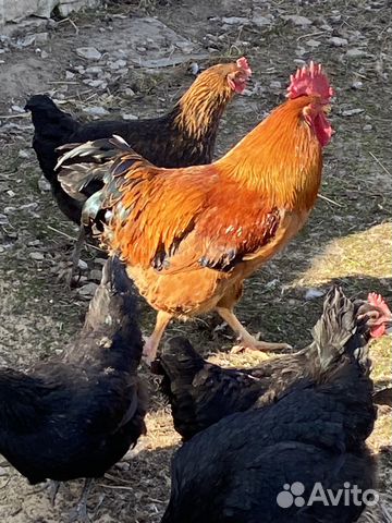Продается петух Петя