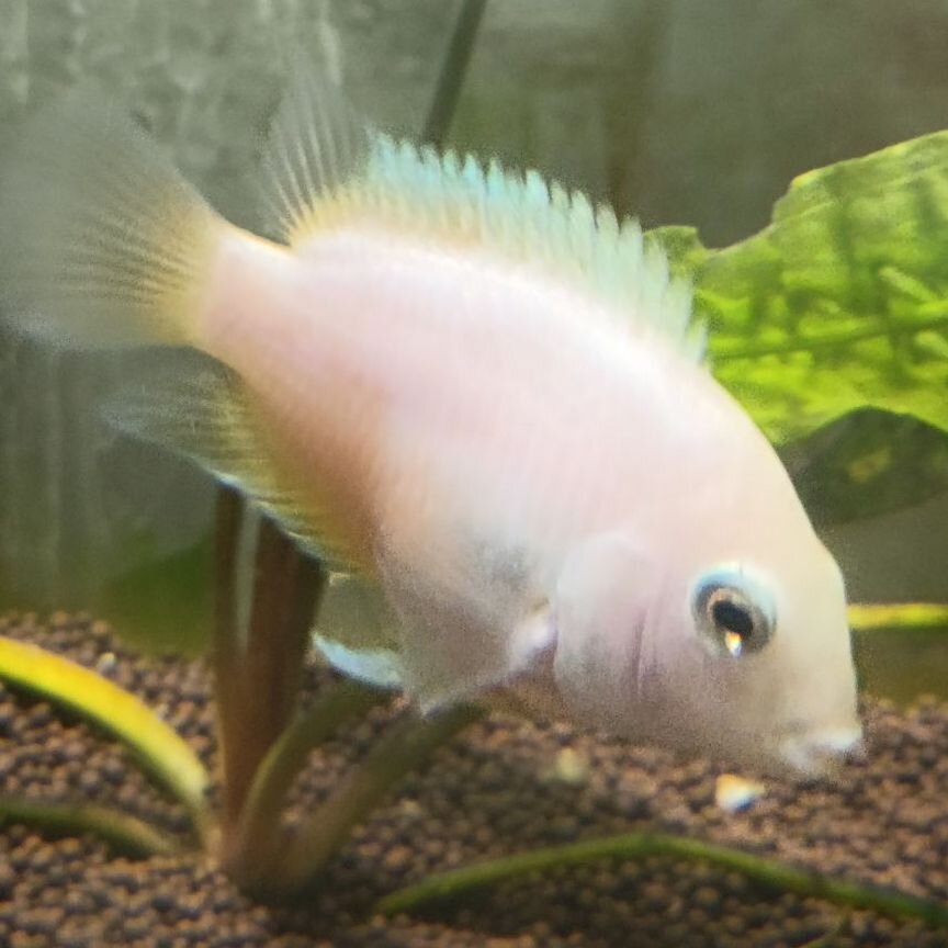 Фламинго цихлица