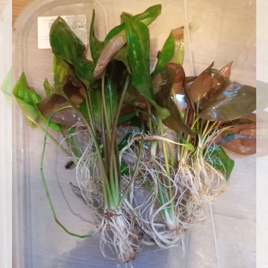 Аквариумное растение