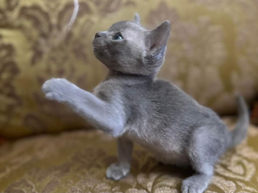 Бурманские котята