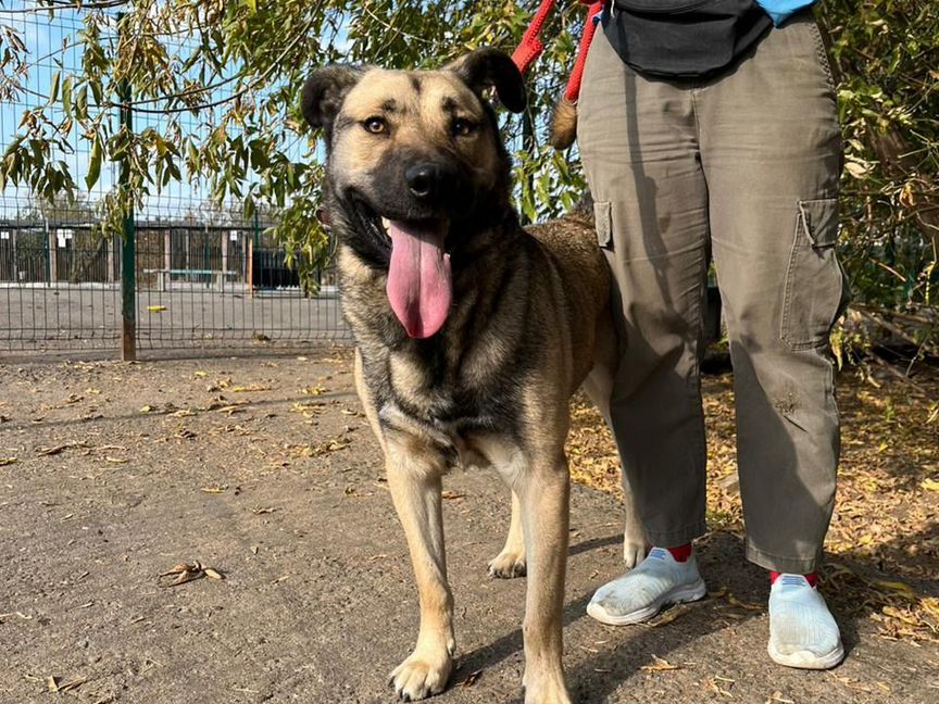 Кайзер. Собака из приюта в добрые руки