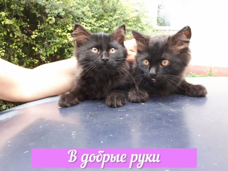 Котята в добрые руки