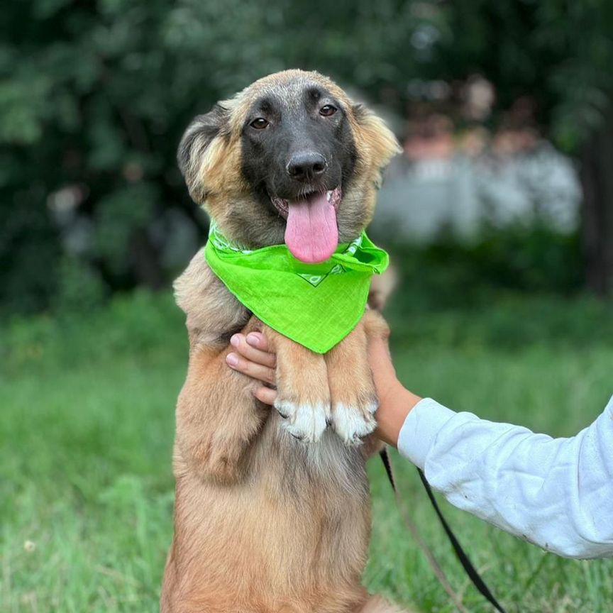 Милая Сэнди в добрые руки