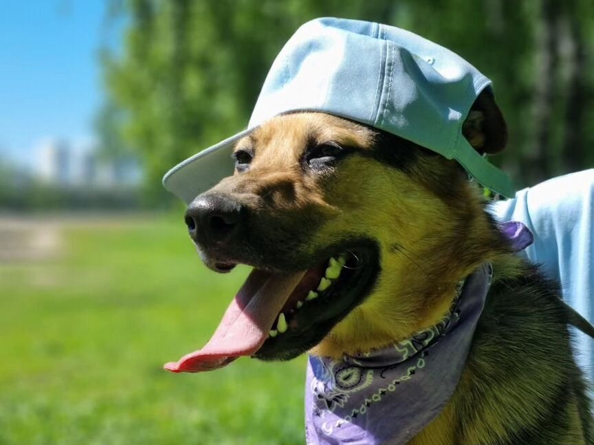 Веселый парень Рэм. Пес из Некрасовки. В дар