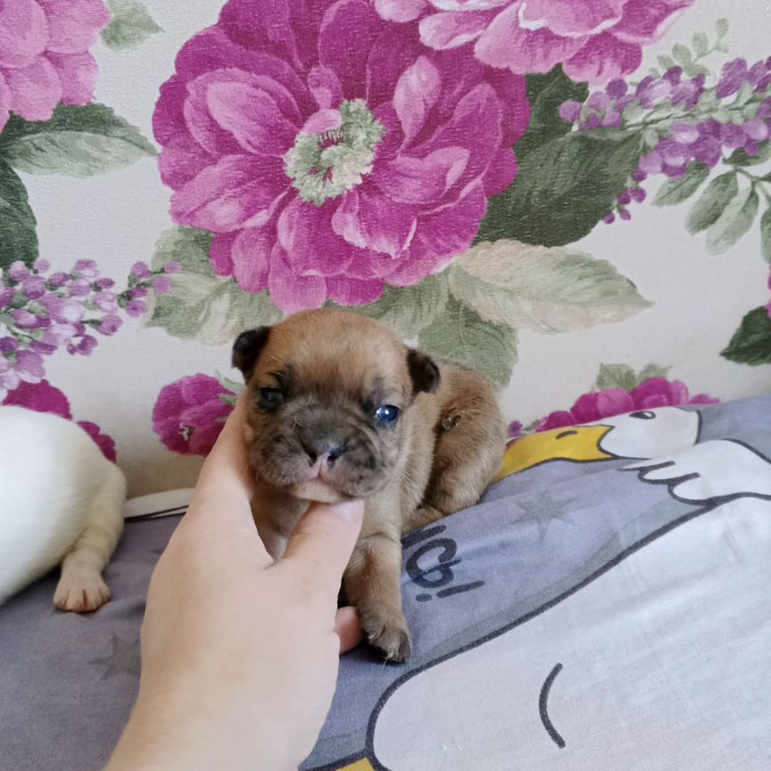 Французский бульдог, щенок