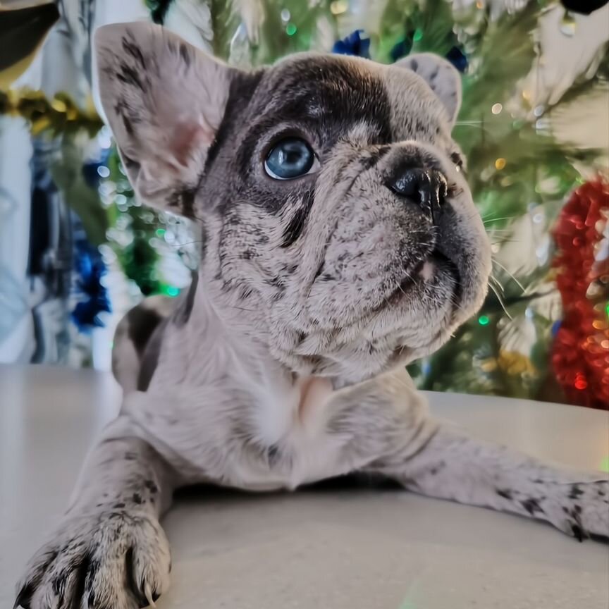 Французский бульдог, щенок