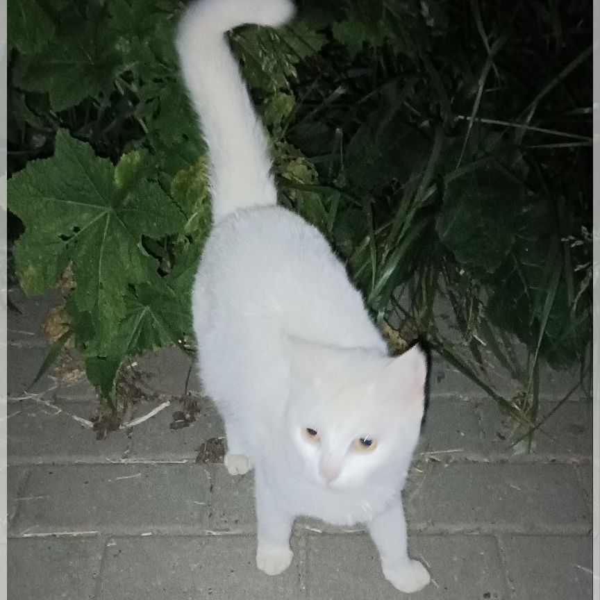 Взрослая, кошка в добрые руки
