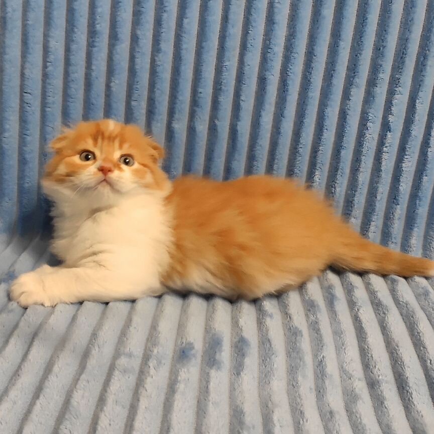 Шотландский вислоухий длинношёрстный котёнок