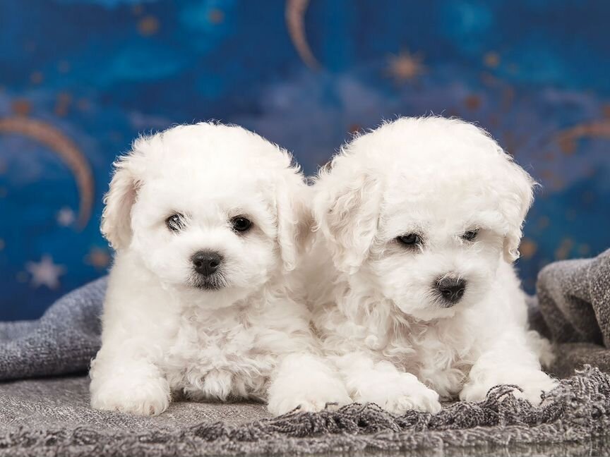 Щенки бишон фризе