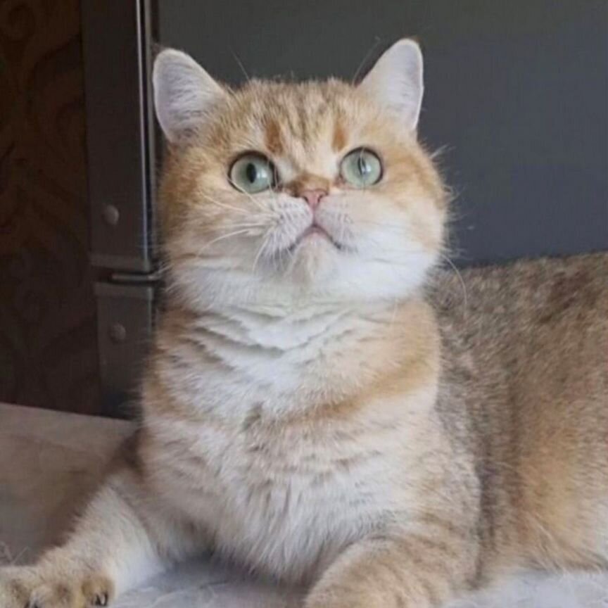 Девочка золотая шиншилла