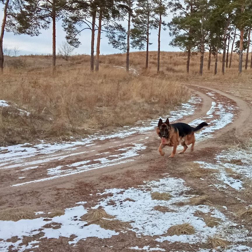 Кобель на вязку