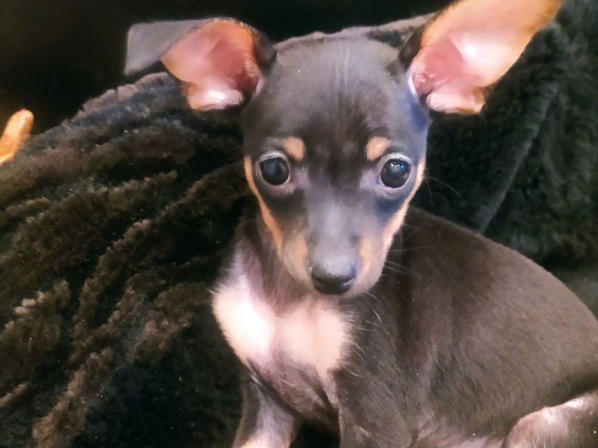 Той-терьер щенки