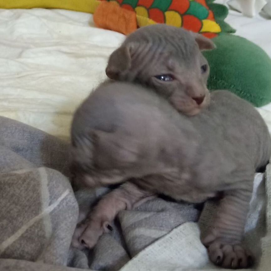 Канадский сфинкс котёнок