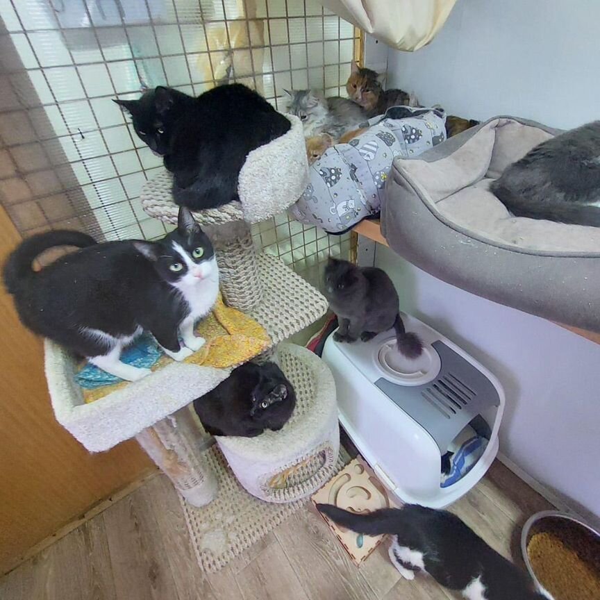 Котикам нужны любовь и дом