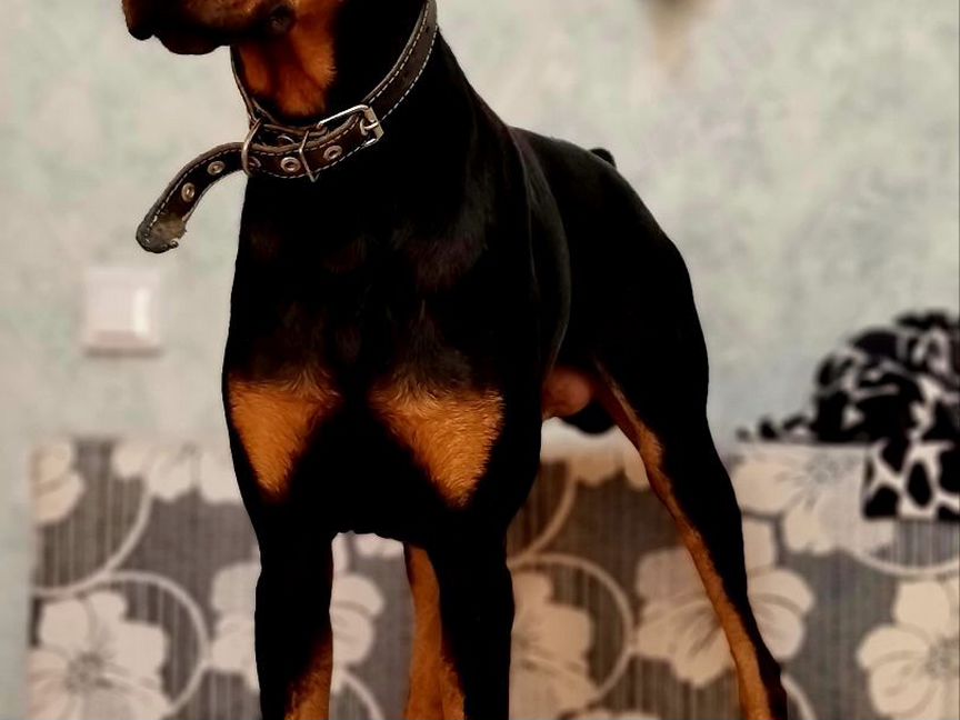 Доберман из приюта 1 год
